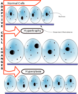 Come stimolare al massimo l'ipertrofia muscolare - FdS