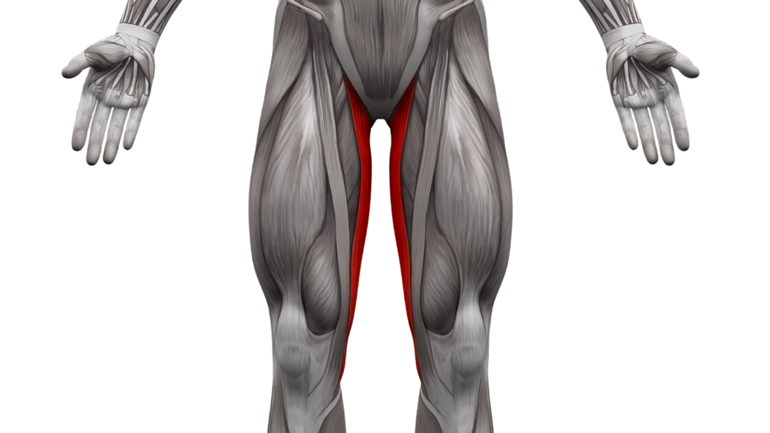 Ingrossare le gambe velocemente: 10 migliori esercizi - FdS